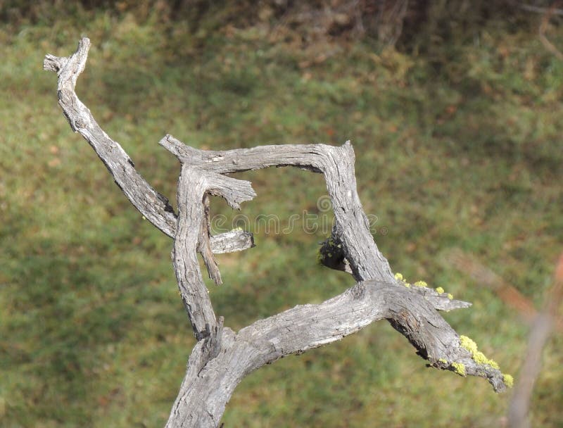 This Dead Branch Seems To Be Talking with Its Hands. Stock Image ...