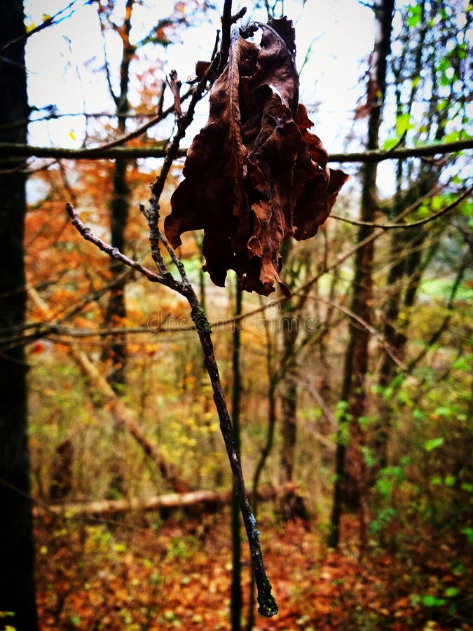 Branch of Dead tree stock image. Image of white, scary - 104369487
