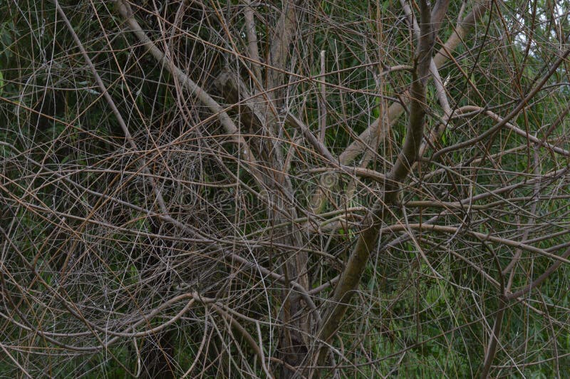 Dead branches stock photo. Image of branches, overcast - 174767112