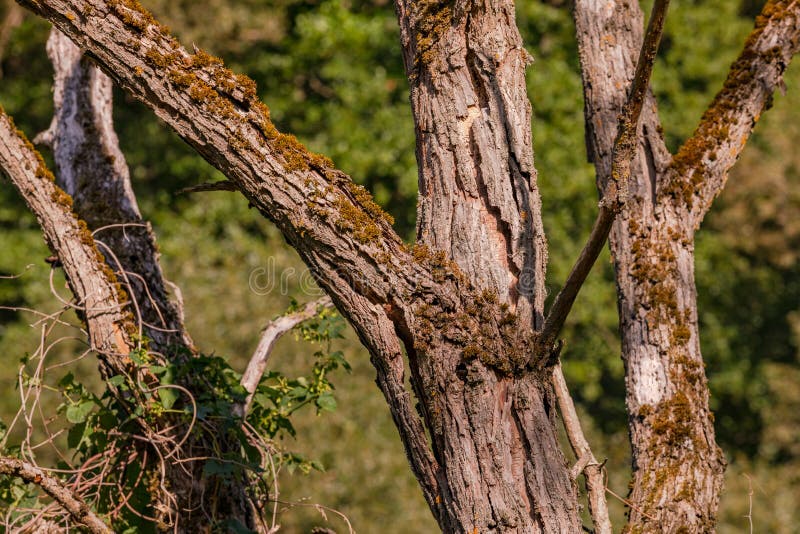 Dead Branches of a Large Dead Tree Stock Image - Image of branch, bark ...