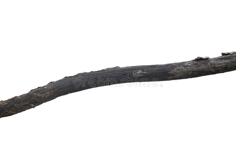 Dead Branches of a Tree, Dry Tree Branch, Dry Branches with Cracked ...