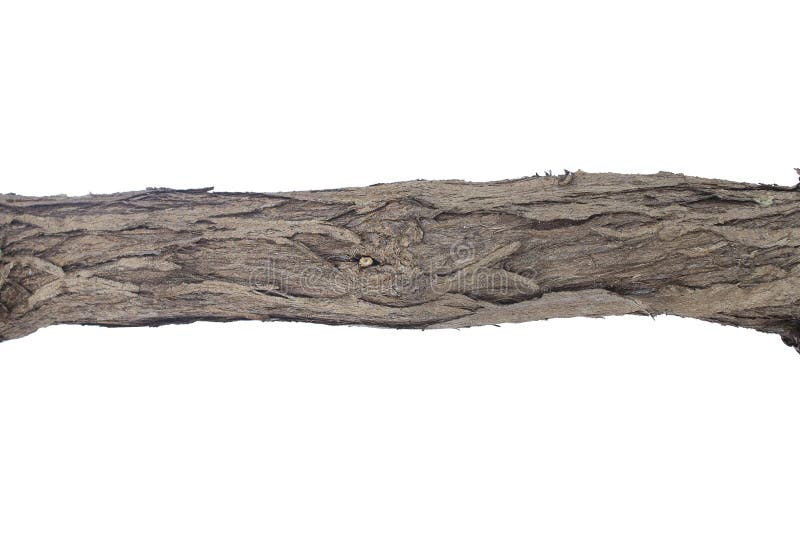 Dead Branches of a Tree, Dry Tree Branch, Dry Branches with Cracked ...