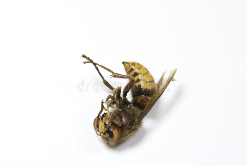 Dead British Hornet on White Background Stock Photo - Image of sting ...