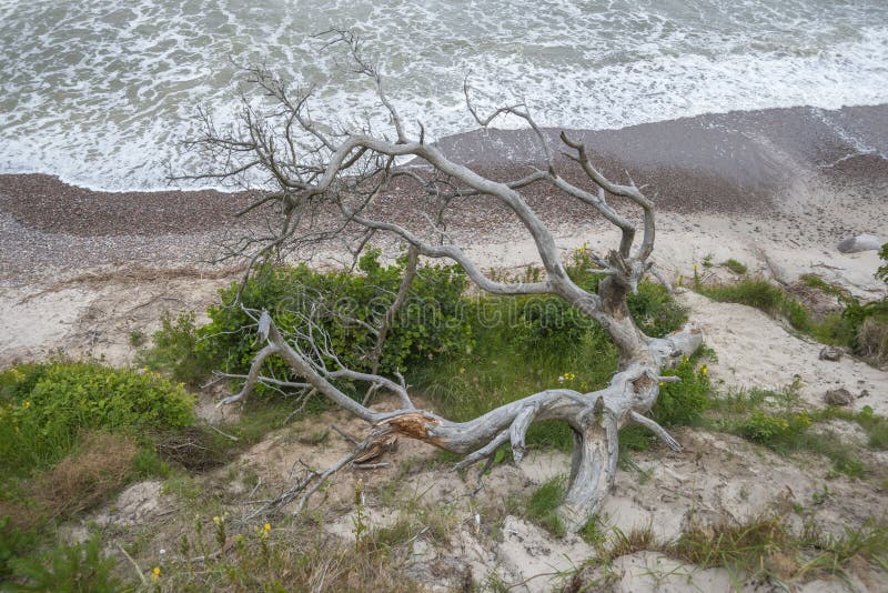 Dead broken tree stock image. Image of dead, outdoors - 239688447