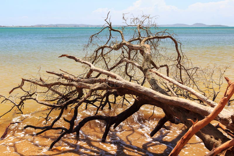 Dead Broken Tree in Waves of Sea after Hurricane, Storm Stock Image ...