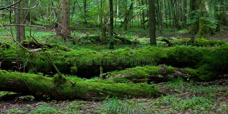 Dead Broken Trees Moss Wrapped Stock Image - Image of broken, trunk ...
