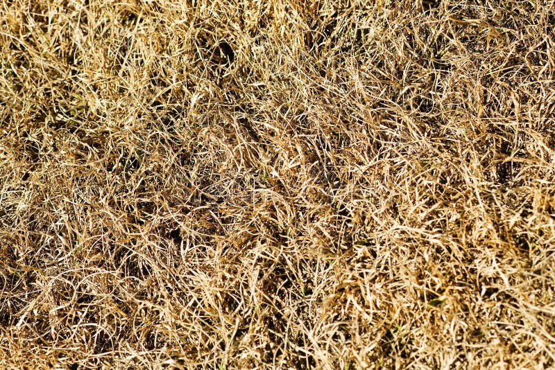 Dead brown grass stock photo. Image of color, wilted, dead - 8286656