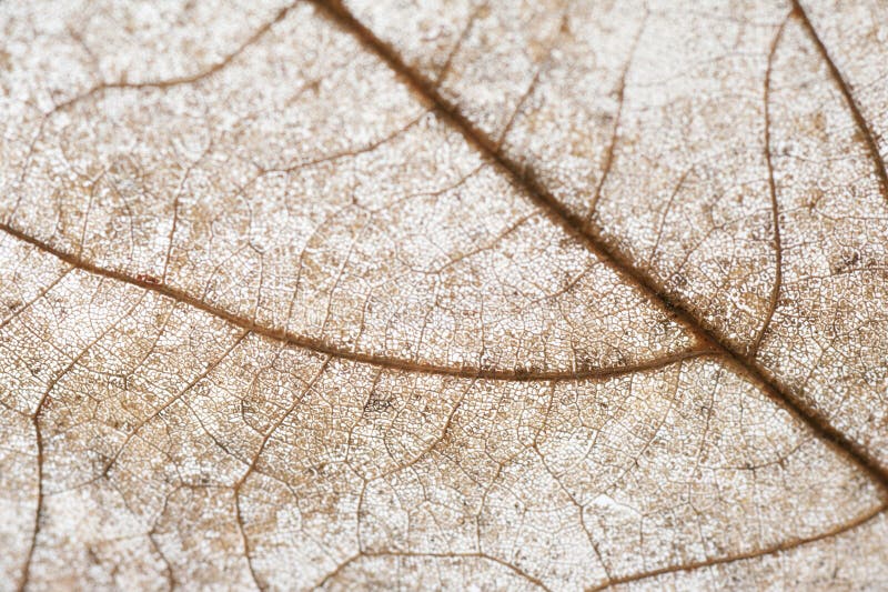 Dead brown leaf texture stock photo. Image of nature - 251236928