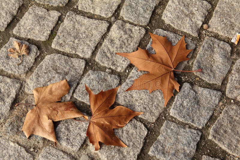 Autumn Leaves on a Cobble Path Stock Image - Image of grey, fate: 132369923
