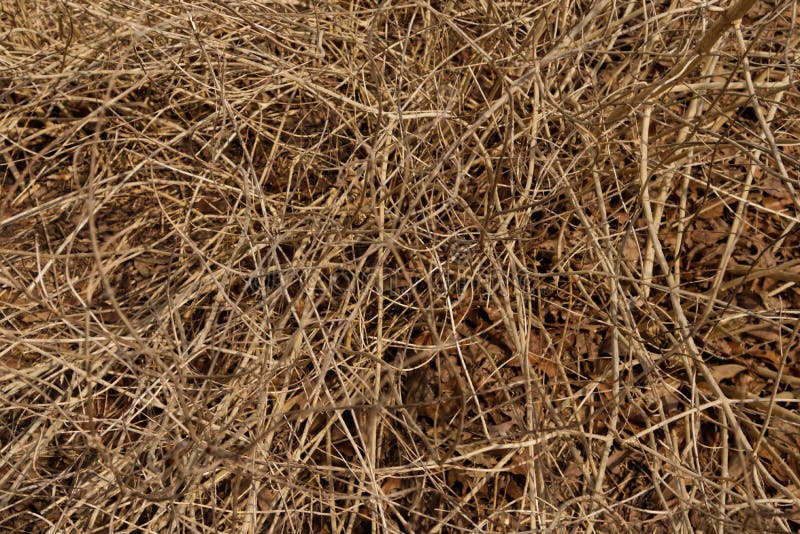 A Dead Brown Withered Bush in the Fall Stock Image - Image of dead ...