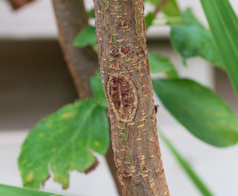 Dead Bud Symptom, Sunken Canker Bacteria Canker in Cherry Tree Stock ...