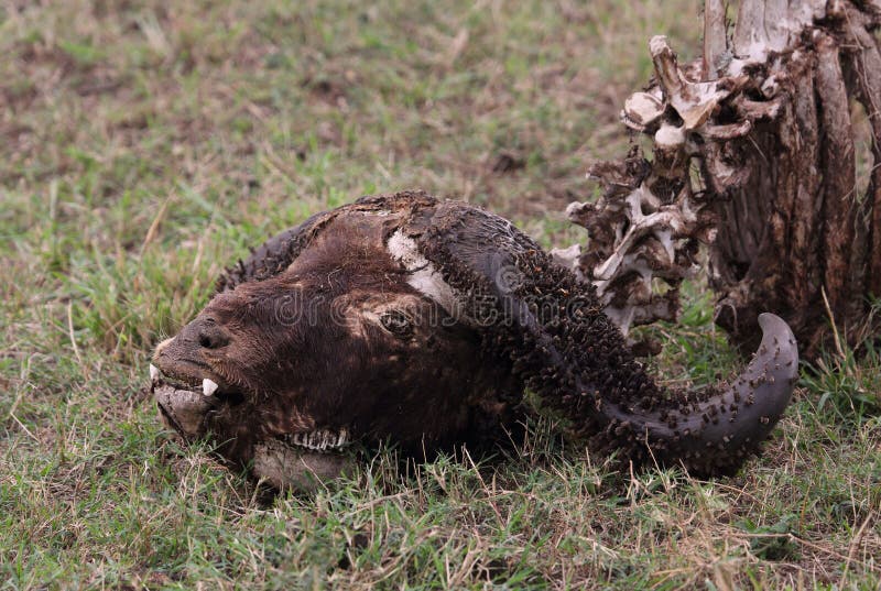 Dead Buffalo stock photo. Image of buffalo, africa, african - 51154706