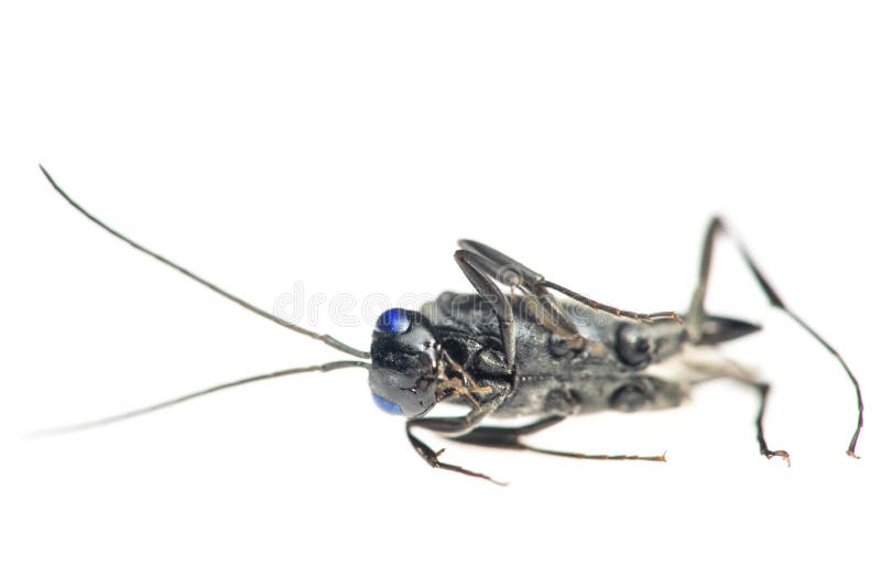 Dead Bug stock image. Image of dead, black, ensign, white - 51701151