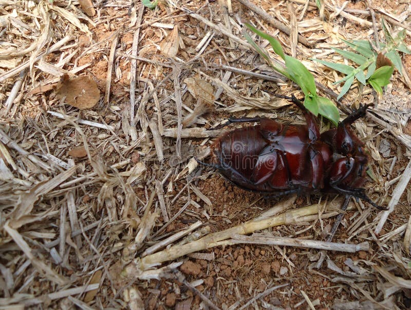 Dead bug or the Hemiptera stock image. Image of groups - 92505313