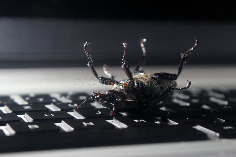 Dead Bug on Laptop Keyboard. Stock Image - Image of concept, notebook ...