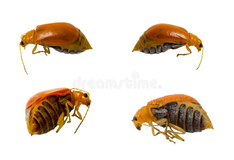 Dead bug stock photo. Image of white, infestation, small - 96013856