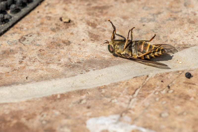 Dead bug stock photo. Image of filth, animals, tile, hotel - 32161352