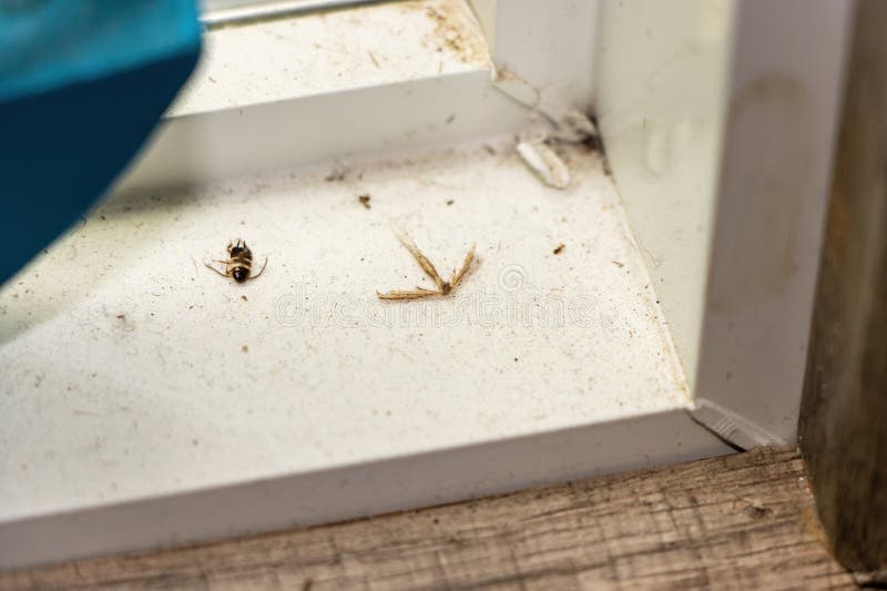 Dead Bugs on the Window Edge with Dirt Stock Photo - Image of leaf ...