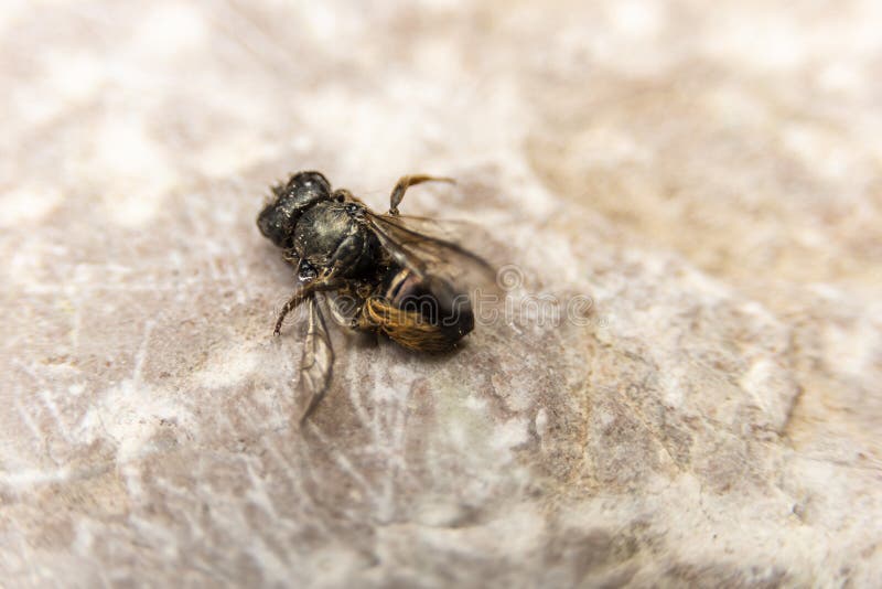 Dead Bumblebee with Folded Wings and Striped Gray-black-brown Tail Lies ...