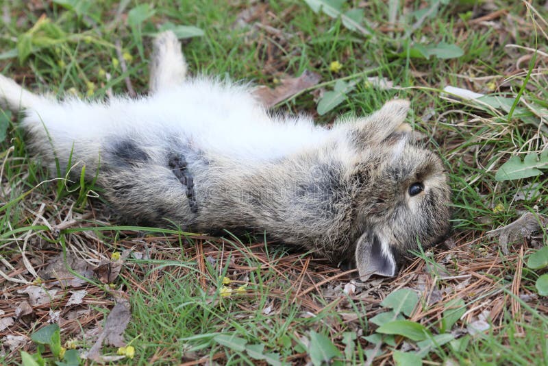 Dead bunny stock image. Image of grass, hunt, drop, evil - 59616299