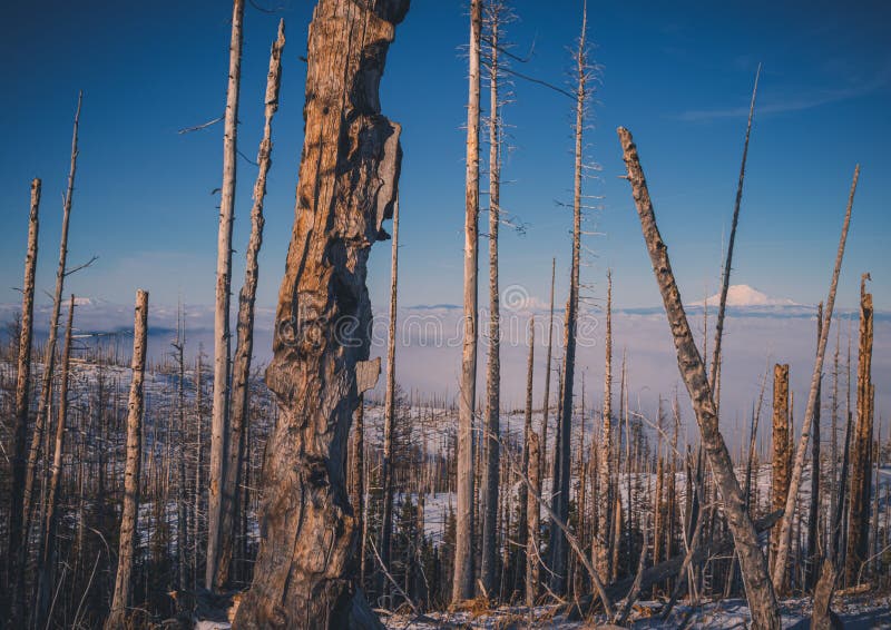 Dead Burnt Forest Landscape after Volcanic Eruption Stock Image - Image ...