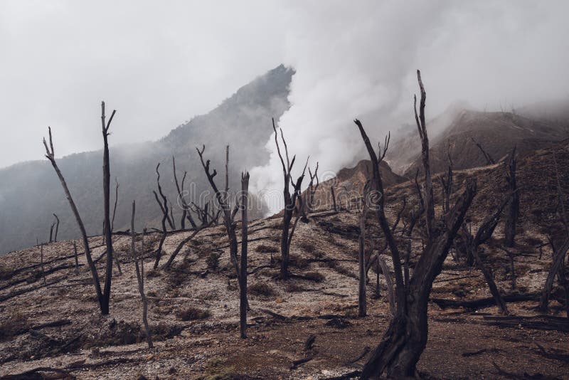 Dead Burnt Forest Landscape Stock Image - Image of dead, black: 212419049 Dead Burnt Forest Landscape Stock Image - Image of dead, black: 212419049