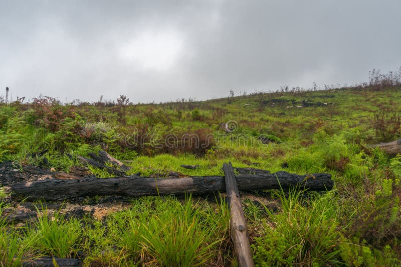 Dead Burnt Tree Logs with New Lush Green Grass Stock Photo - Image of ...