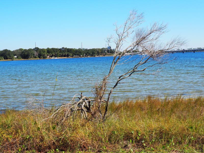 A Dead Bush in a Backyard stock image. Image of outdoors - 176714575