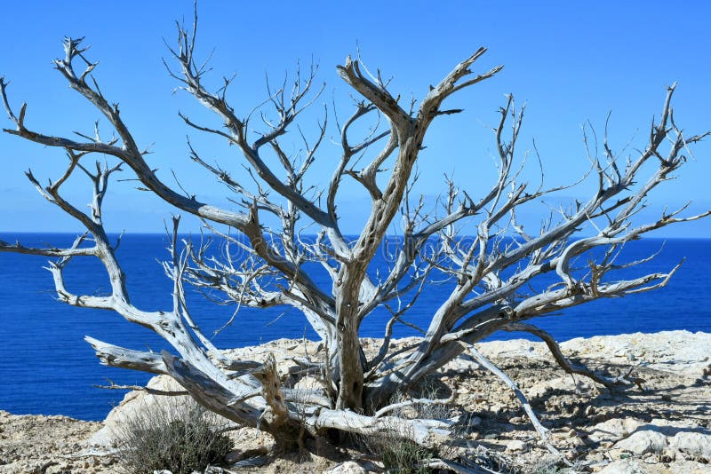 Dead bush stock image. Image of nature, sunlight, ibiza - 68199267