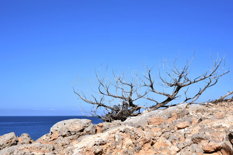 Dead bush stock photo. Image of mediterranean, outdoors - 72922564