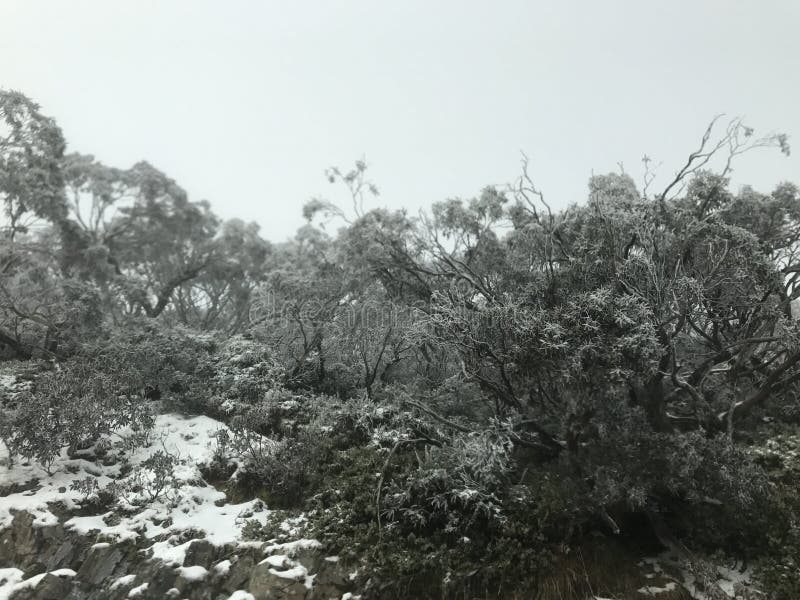 Dead Bushes with Snowy Branches Stock Image - Image of branches, bushes ...