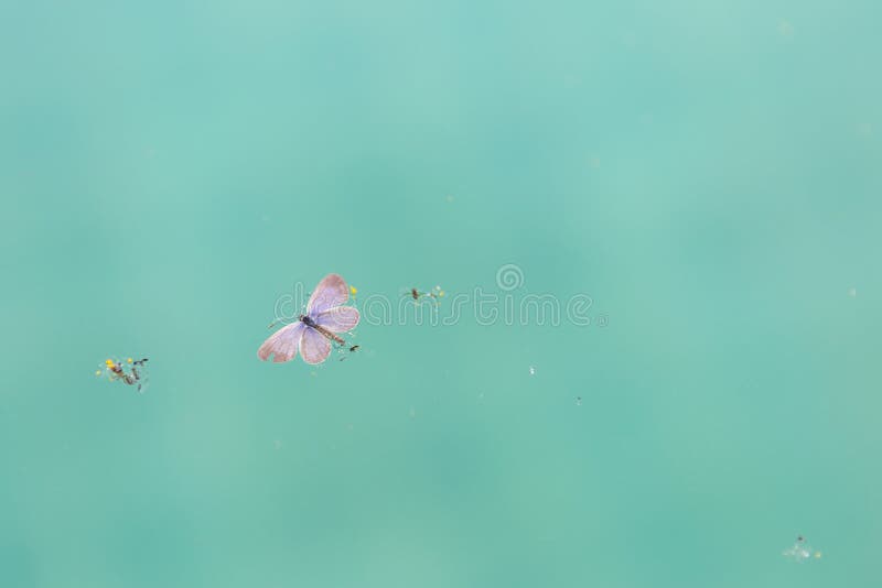 Dead Butter Fly and Small Insect Floating in Swimming Pool Water Stock ...
