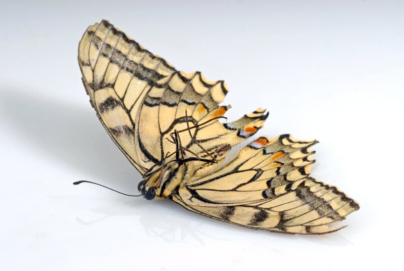 Dead Butterfly stock photo. Image of damage, pattern - 20615994