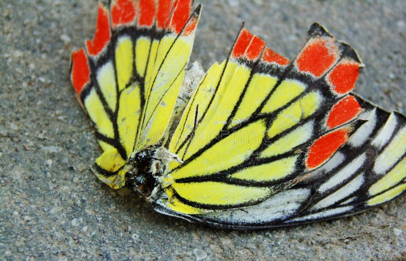 Dead butterfly stock image. Image of destroyed, biology - 90902617