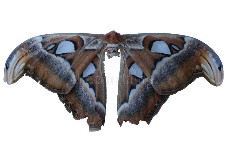 553 Background Butterfly Dead White Stock Photos - Free & Royalty-Free ...