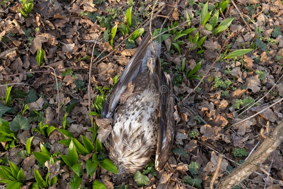 Dead Buzzard on a Forest Floor Stock Photo - Image of animal, nature ...