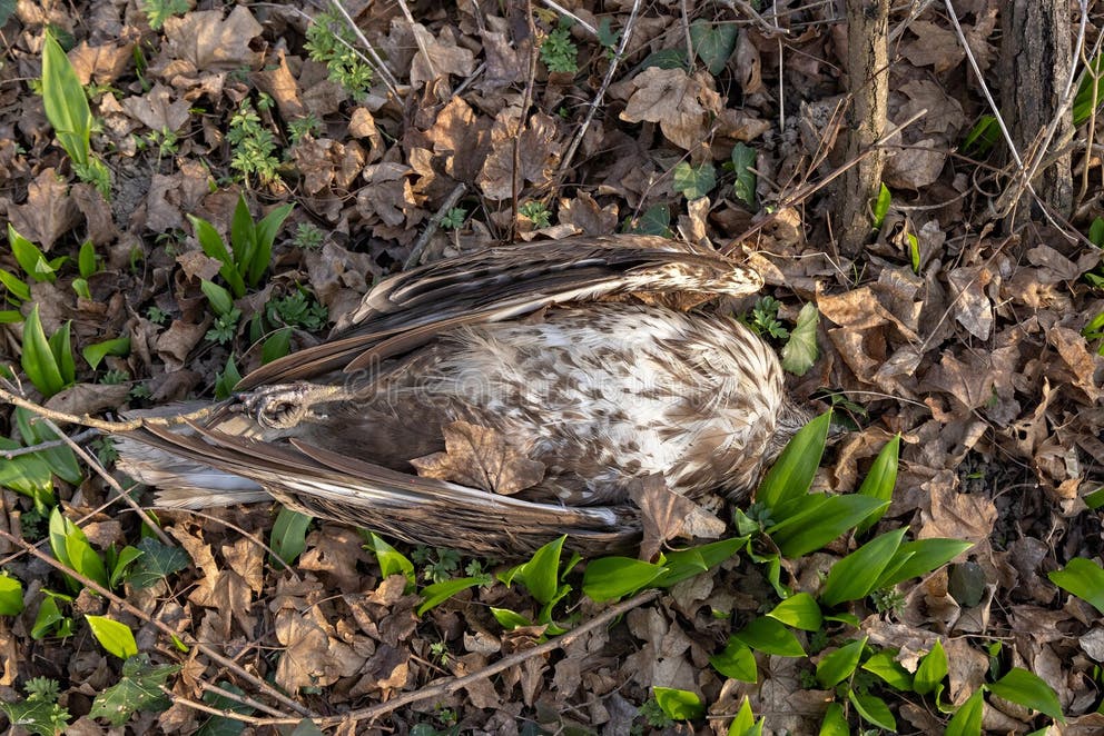 Dead Buzzard on a Forest Floor Stock Photo - Image of dead, birds ...