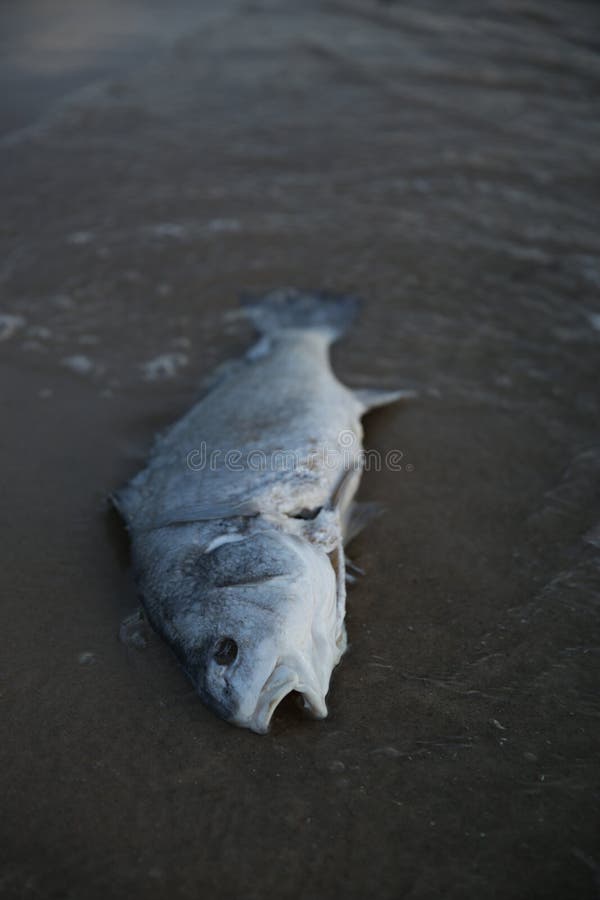 Dead Carp stock photo. Image of lake, warming, global - 156057666