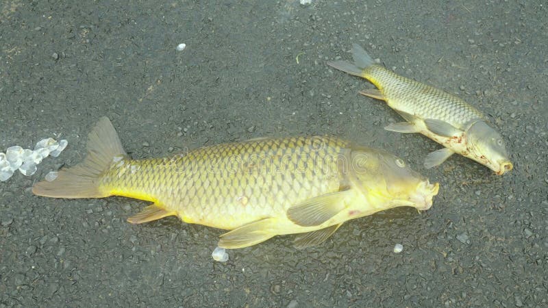 Dead Carp Left on a Road after Nsw Floods Stock Photo - Image of ...