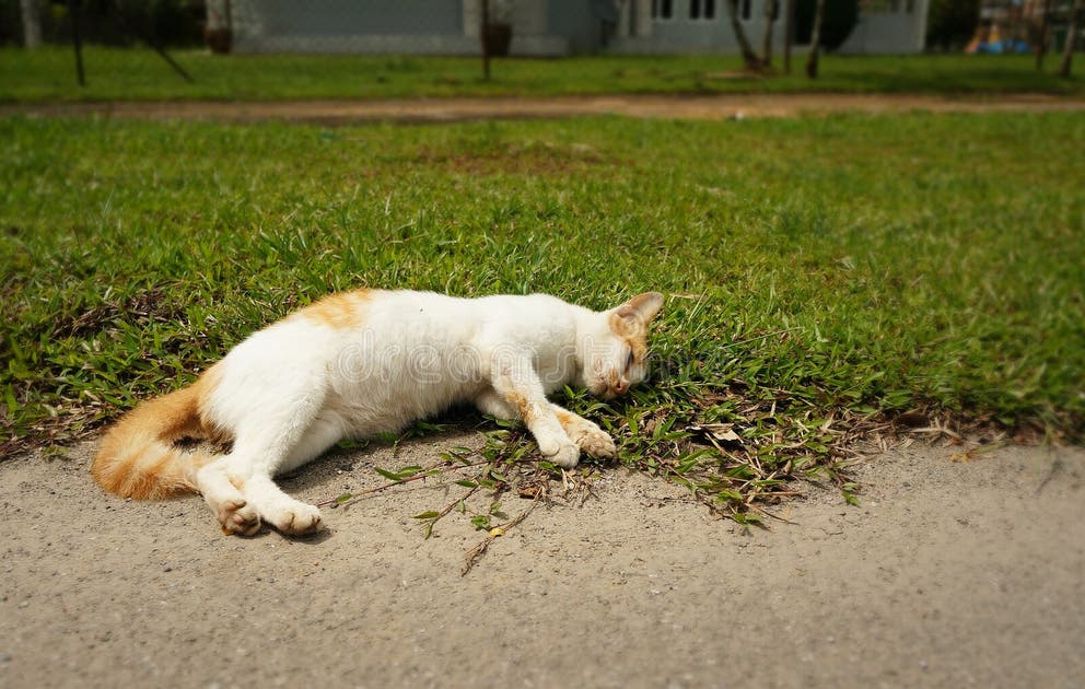 Dead cat at the road side stock image. Image of dead - 96377077