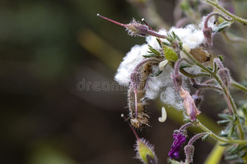Dead Caterpillar Parasitized by the Wasp Moth. Eggs Hatching with Their ...