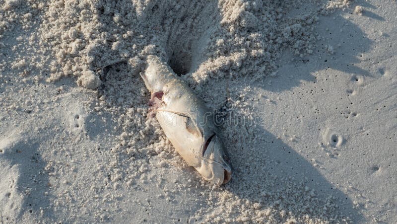 Dead Catfish on the Beach from Red Tide Event Stock Image - Image of ...
