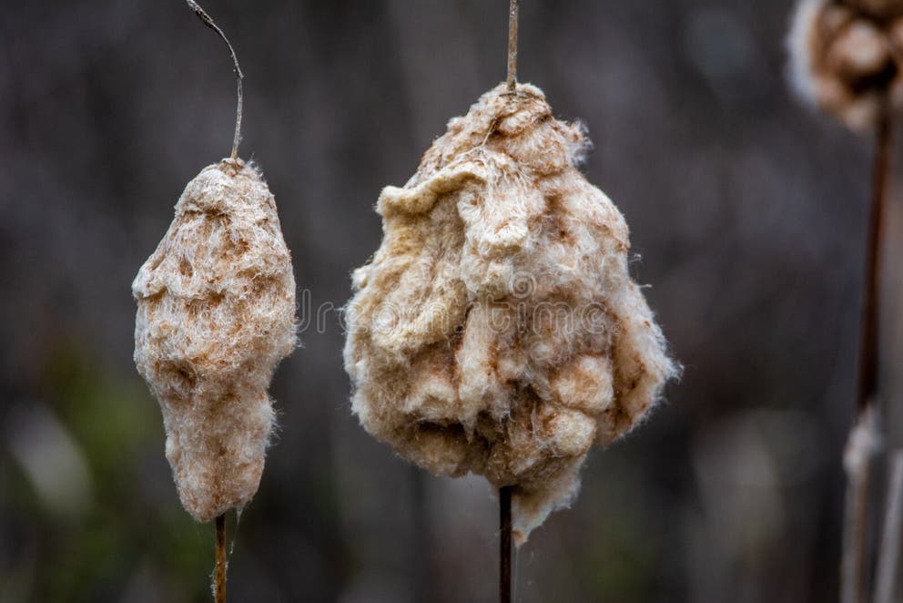 Dead cattails in spring stock image. Image of canada - 217032047