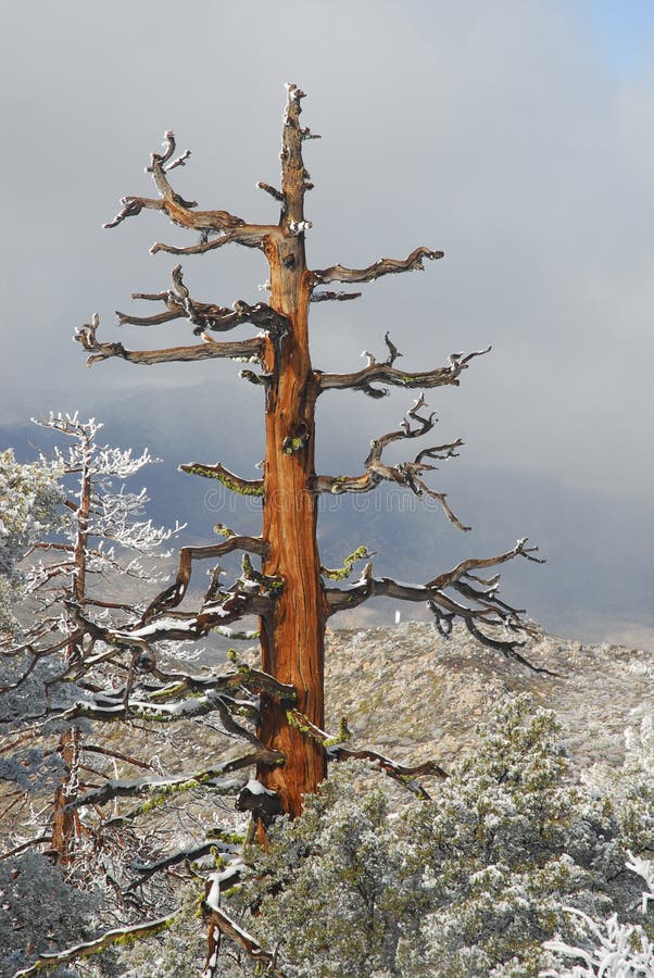 Dead cedar stock image. Image of snow, clouds, mountains - 8289185
