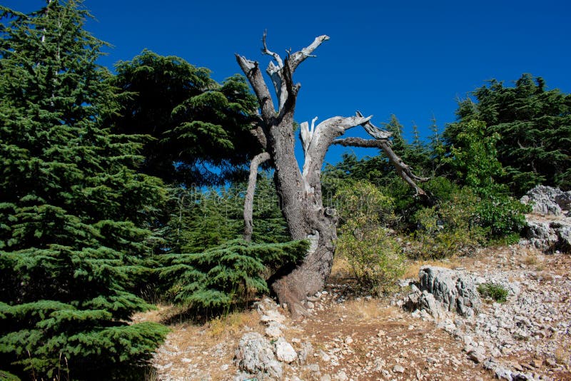429 Dead Cedar Tree Stock Photos - Free & Royalty-Free Stock Photos ...