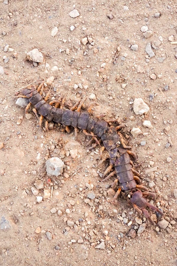 Dead Centipede on Sand Floor Stock Image - Image of soil, centipede ...