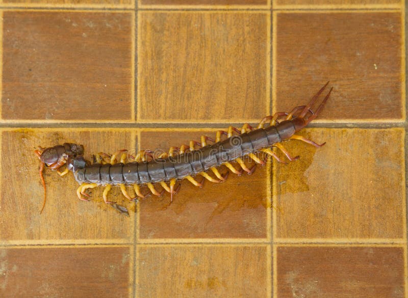 Dead centipede stock image. Image of crawling, head - 199419133