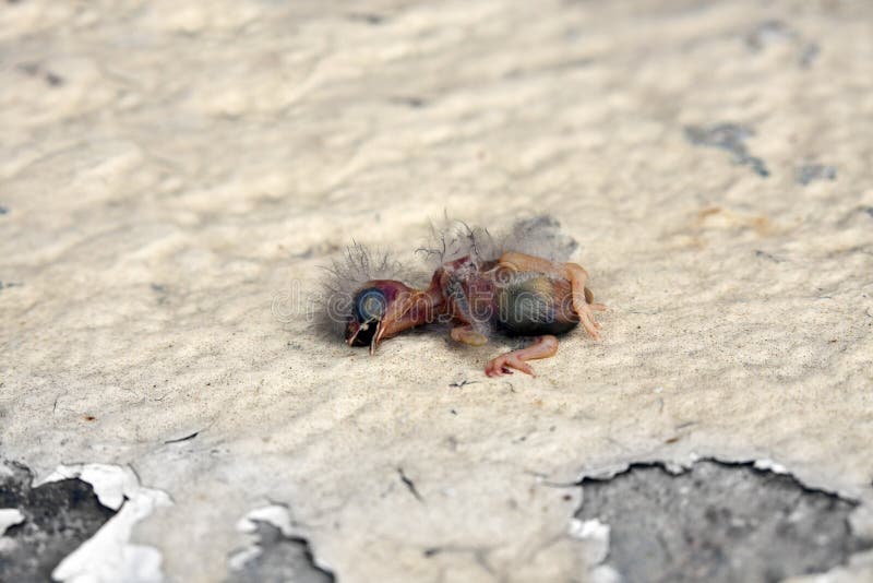 A Dead Chick and Rescue Effort by Mommy Bird Stock Image - Image of ...