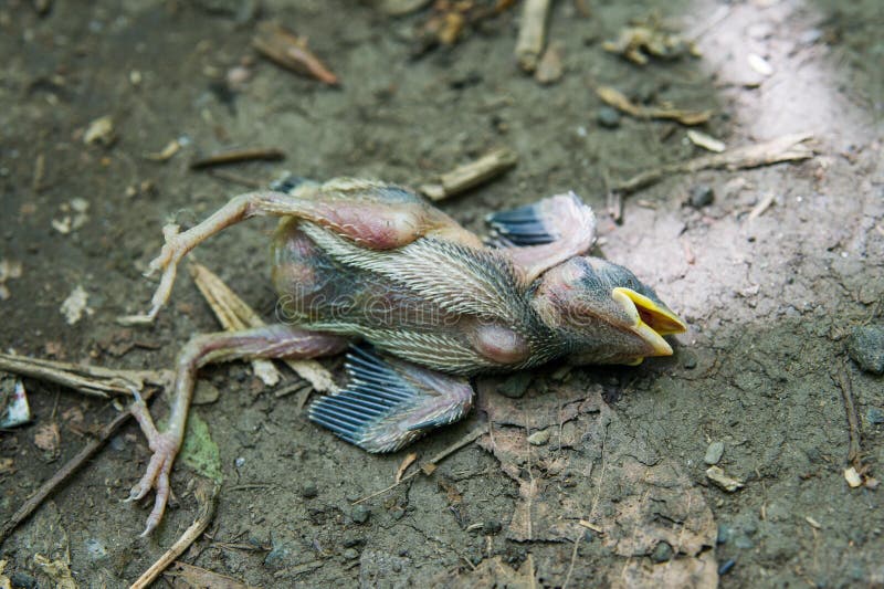The Dead Chick Fallen from the Nest Stock Photo - Image of life ...