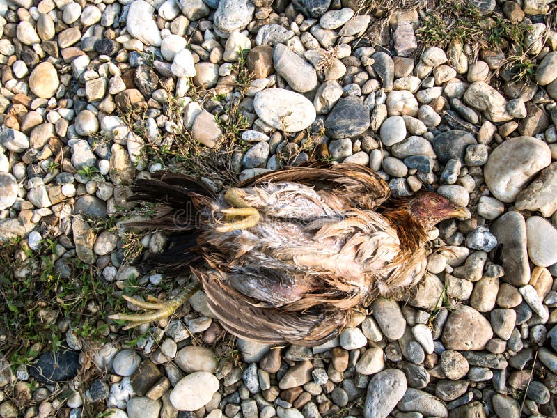 Dead Chicken stock photo. Image of death, dirty, dead - 73178134